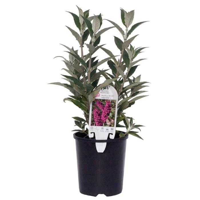 140mm Buzz Butterfly Bush - Buddleja davidii Buzz Velvet - Bunnings ...