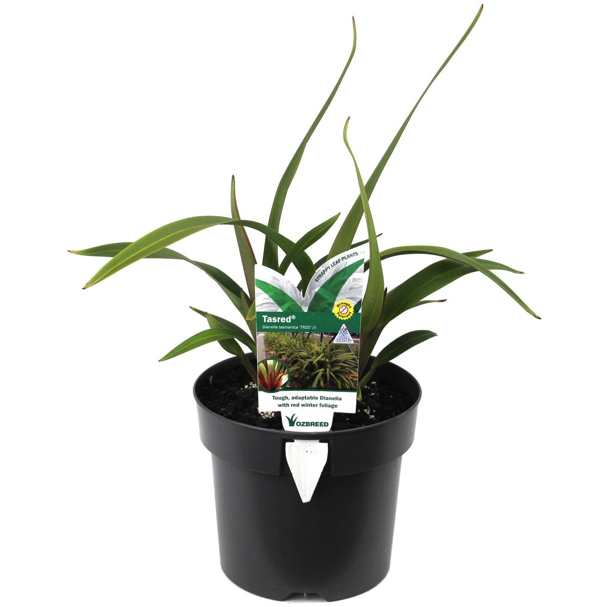 140mm Tasred Dianella - Dianella tasmanica Tasred - Bunnings Australia