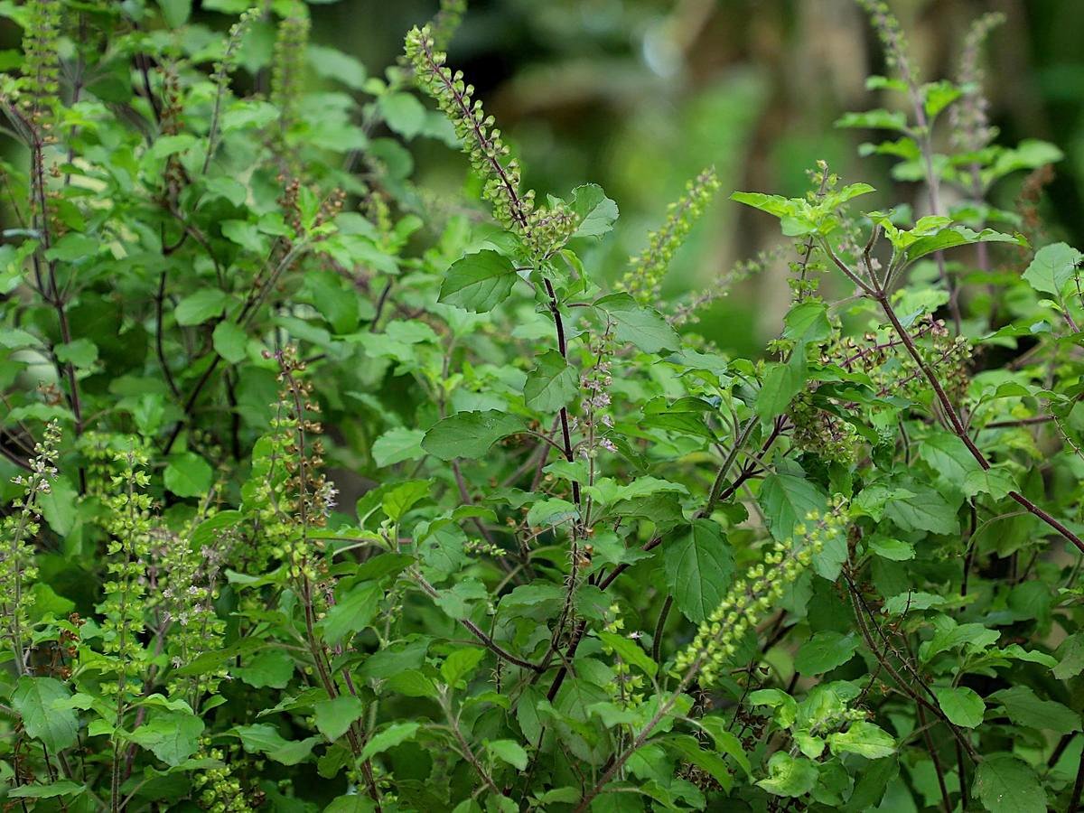 How To Grow Tulsi Plants At Home - Bunnings New Zealand