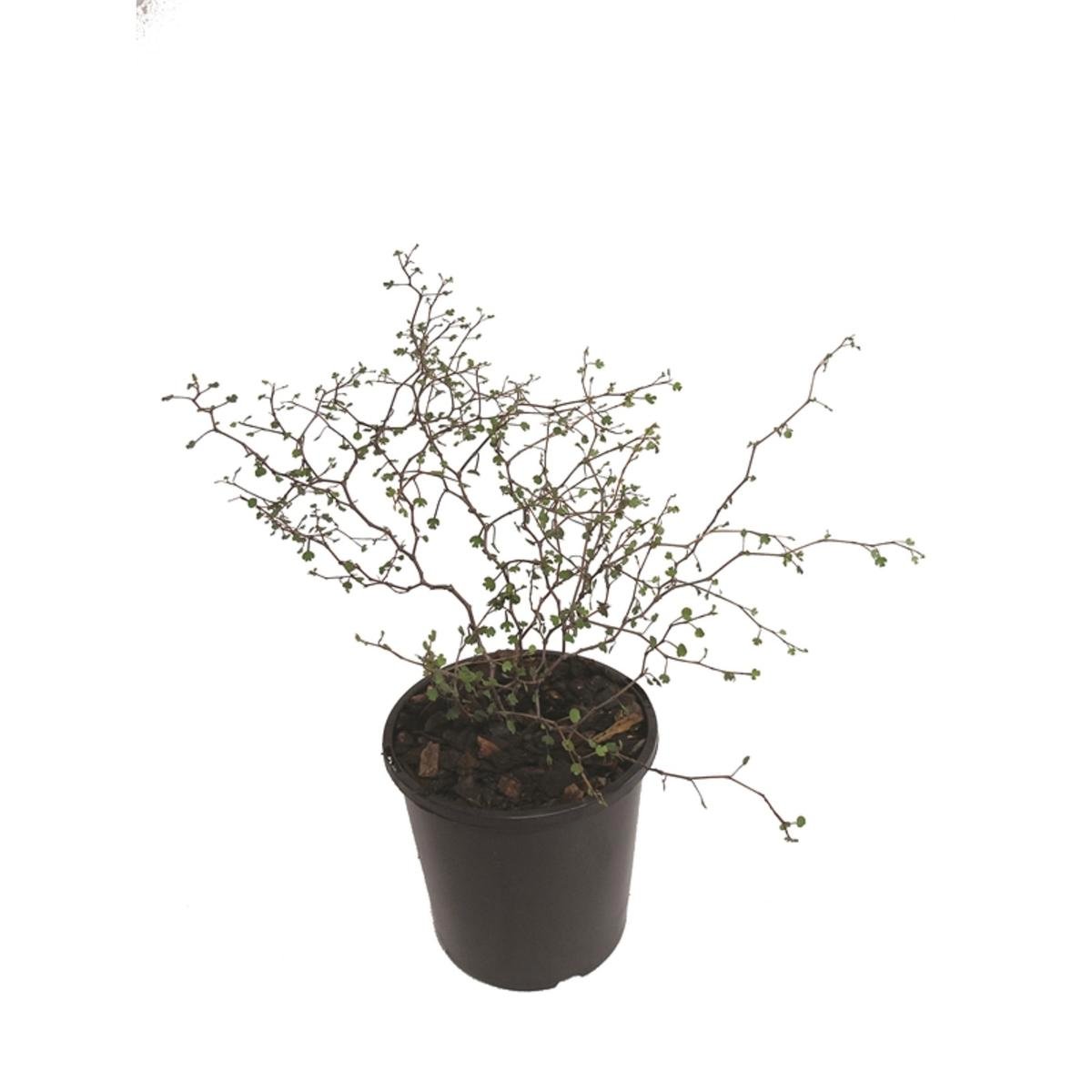 2L Shrubby Tororaro - Muehlenbeckia astonii - Bunnings New Zealand
