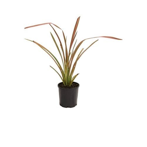 140mm Phormium - Phormium sp. - Bunnings Australia