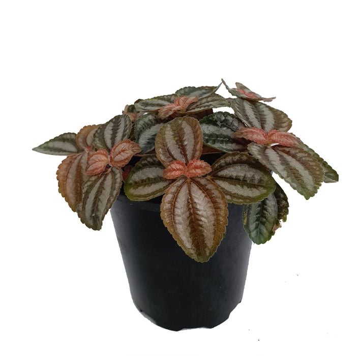 125mm Norfolk - Pilea involucrata - Bunnings Australia