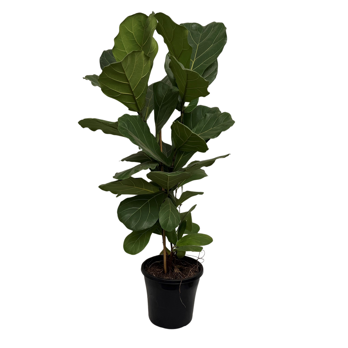 250mm Fiddle Leaf Fig - Ficus lyrata - Bunnings Australia