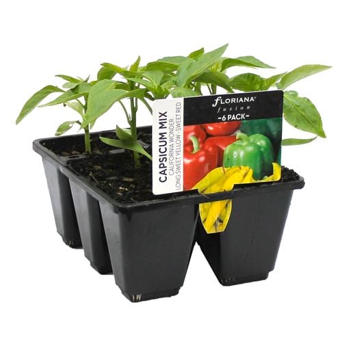 6 Cell Capsicum Mix - Capsicum annuum - Fusion Vegetable Range ...