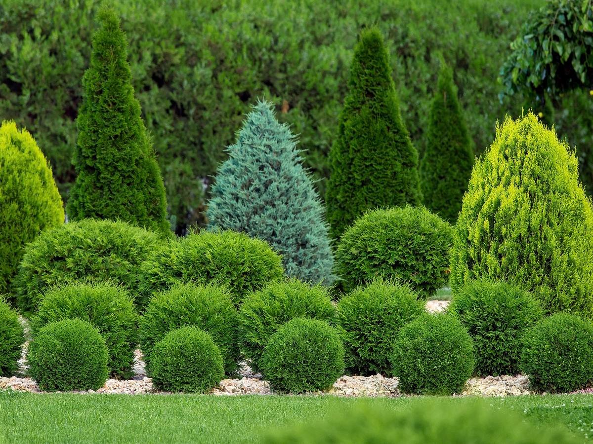 How To Grow And Care For Conifers - Bunnings Australia