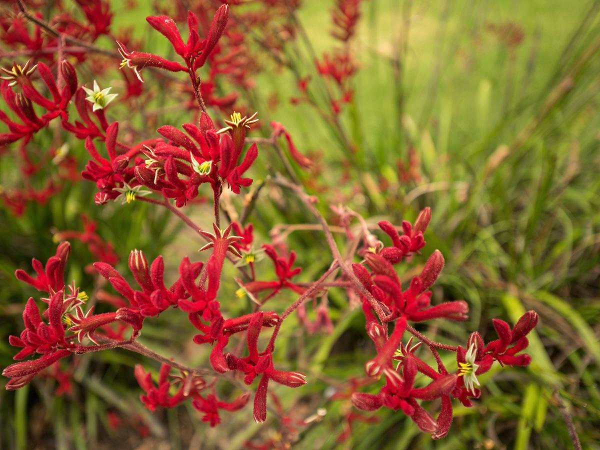 Kangaroo paw flower store