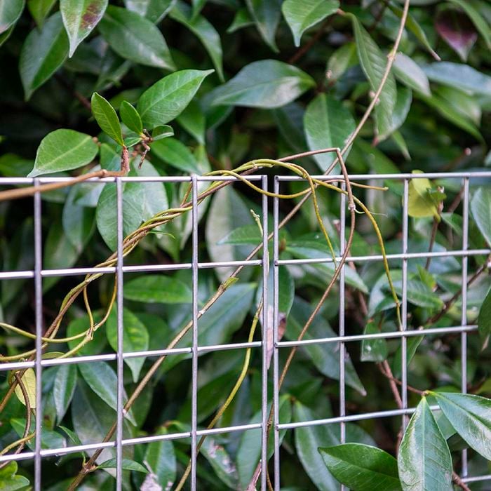 Rapid 900 x 1200mm 50 x 50mm Silver Wire Mesh Panel - Bunnings New Zealand