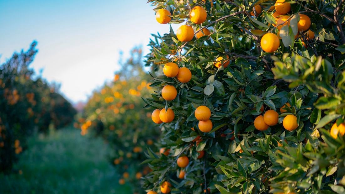 How To Plant, Grow And Care For A Mandarin Tree - Bunnings Australia