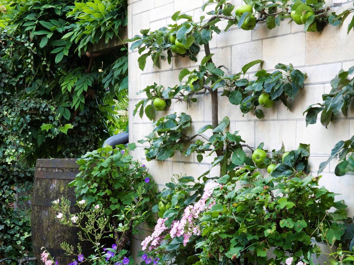 How To Espalier Plants And Trees - Bunnings New Zealand