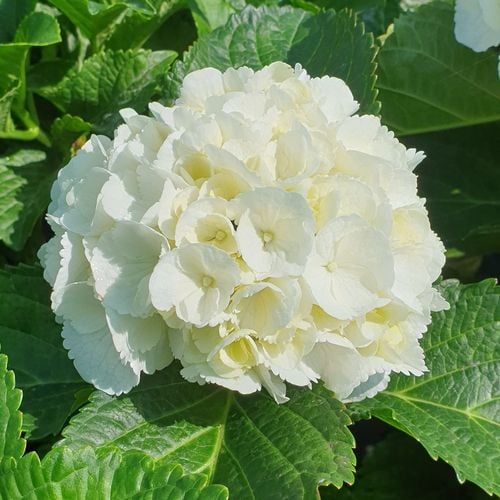 1.5L Hydrangea Snowball - Hydrangea macrophylla - Bunnings New Zealand