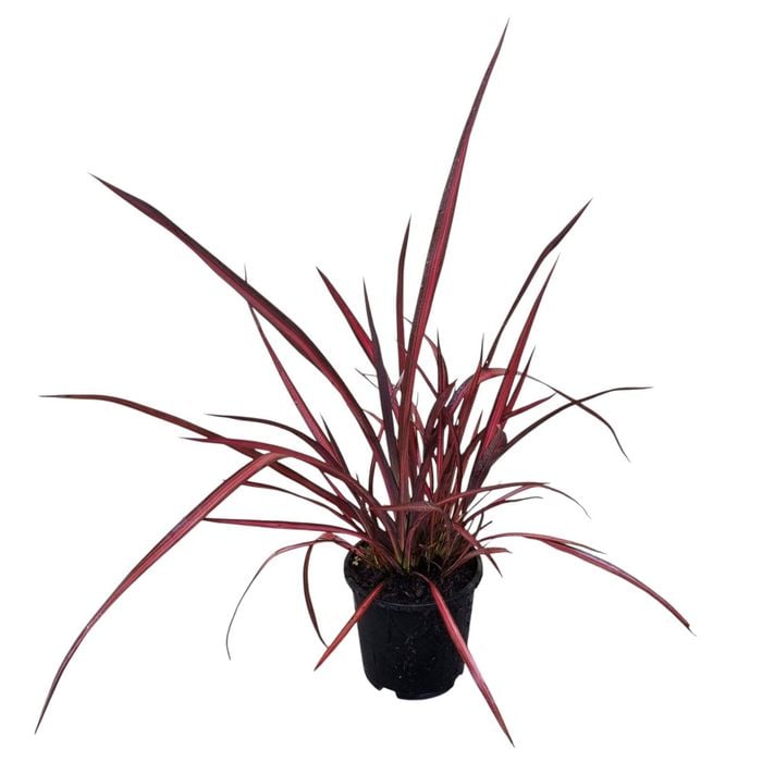 1.3L Rainbow Red Flax - Phormium tenax Rainbow Red - Bunnings New Zealand