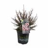 170mm Leptospermum nanum Huia - Bunnings New Zealand
