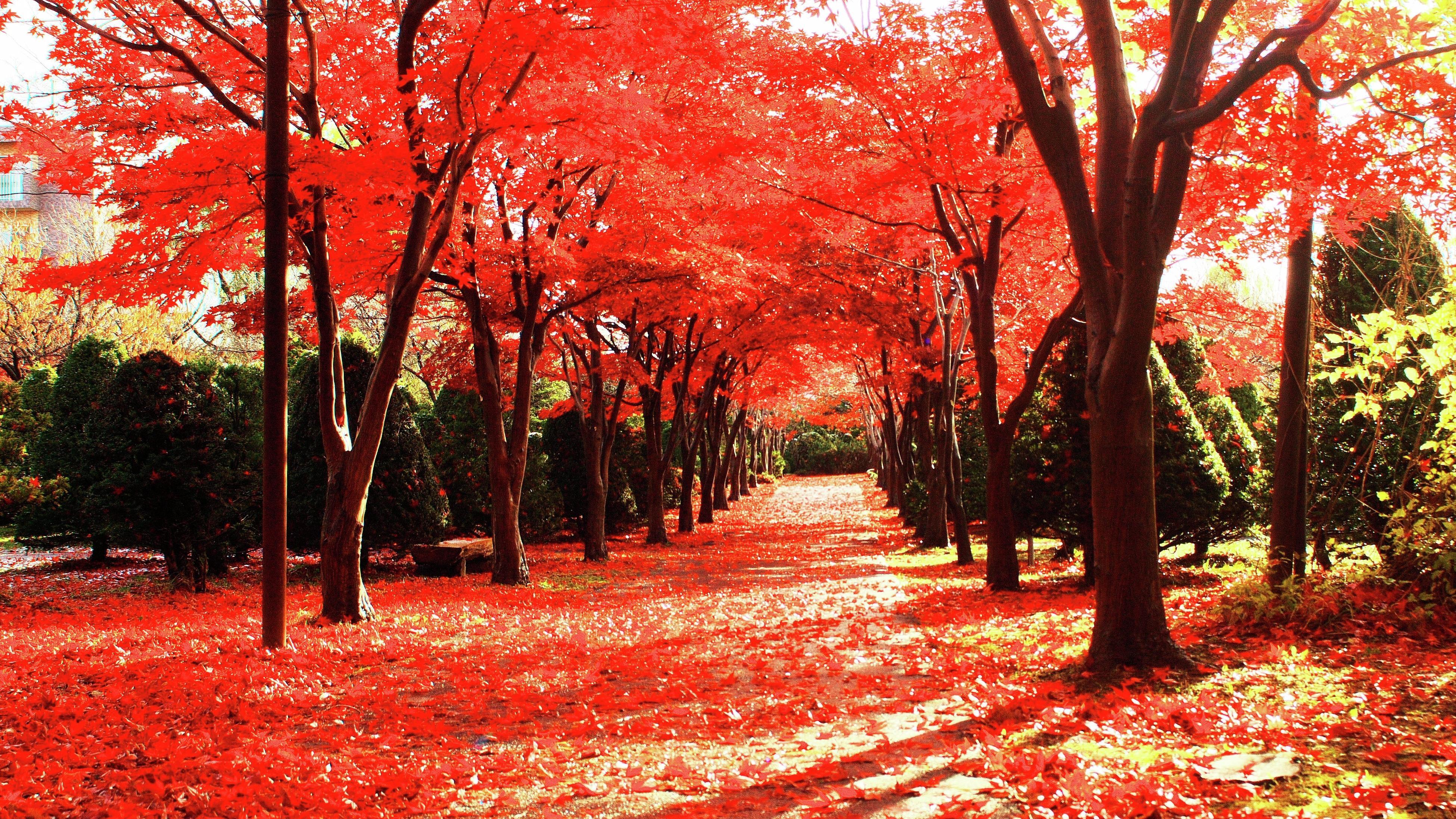 Irrigation System Japanese Maple How To Grow Japanese Maples | BBC