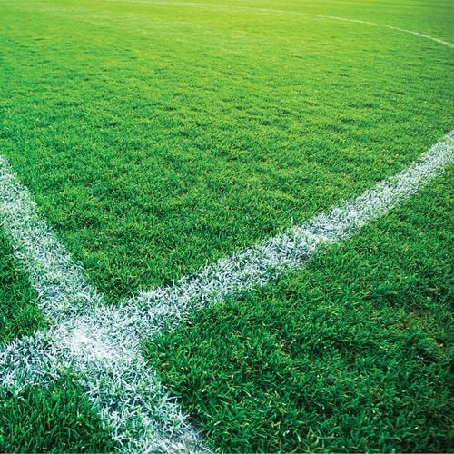 Dy-Mark 500g White Turf Master Grass Marking Paint - Bunnings Australia