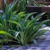 140mm Renga Renga Lily - Arthropodium cirrhatum Te Puna - Bunnings ...