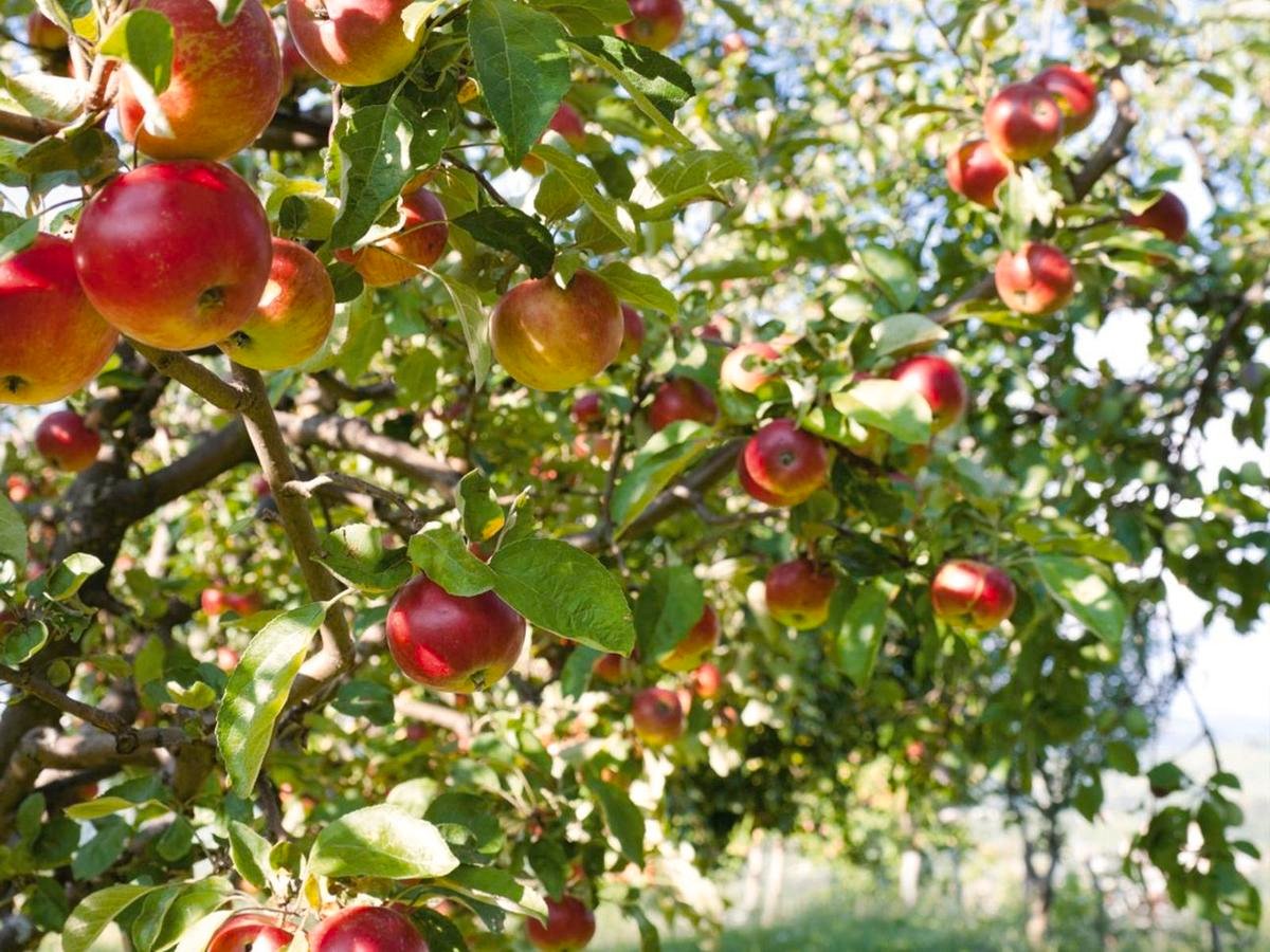 Grow Your Own Mini Orchard - Bunnings Australia