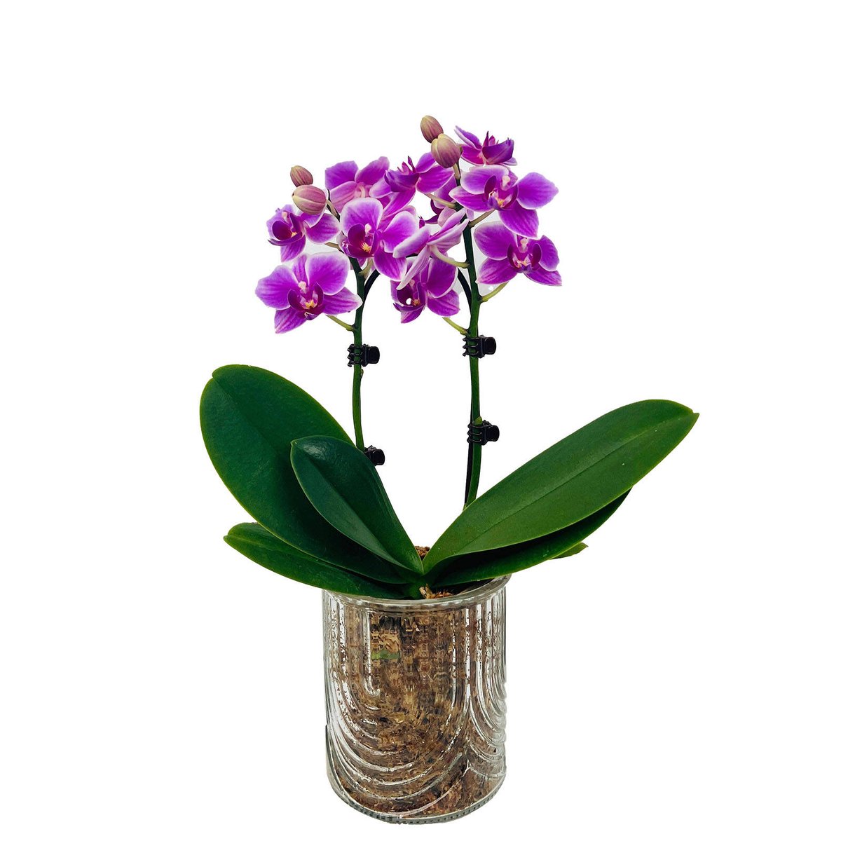90mm Mini Moth Orchid - Phalaenopsis orchid In Glass Pot - Bunnings ...