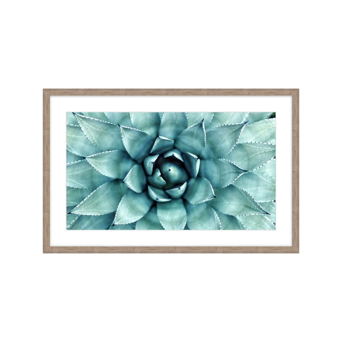 Succulent Mystique Framed 51x91cm Sandy Brown - Bunnings Australia