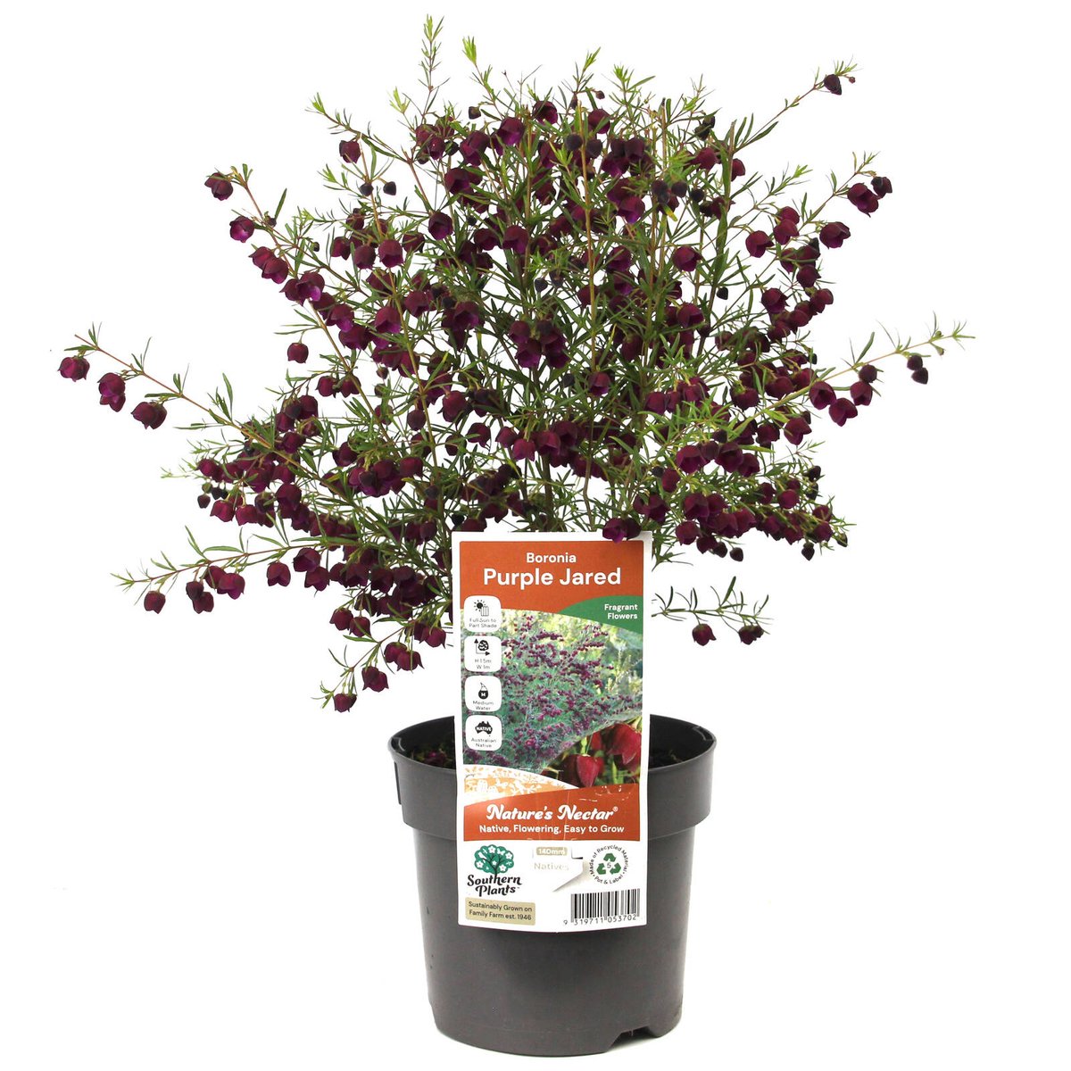 140mm Boronia Purple Jared - Boronia hetrophylla - Bunnings Australia