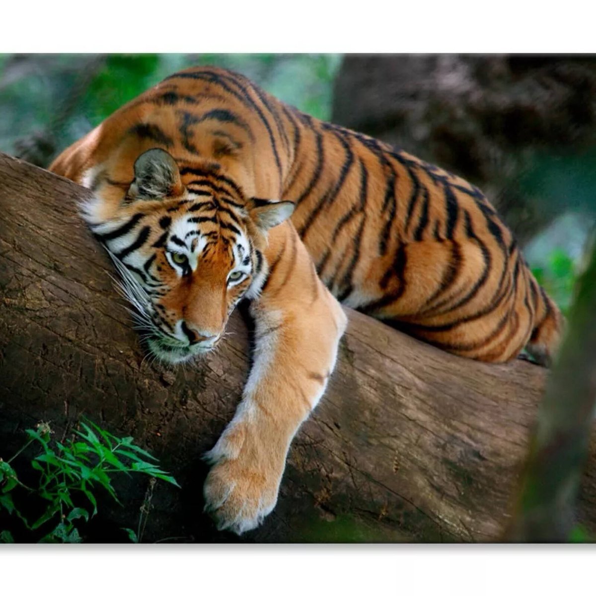 Tiger Is Laying on A Tree Branch Print 100% Australian Made 75 x 50cm ...