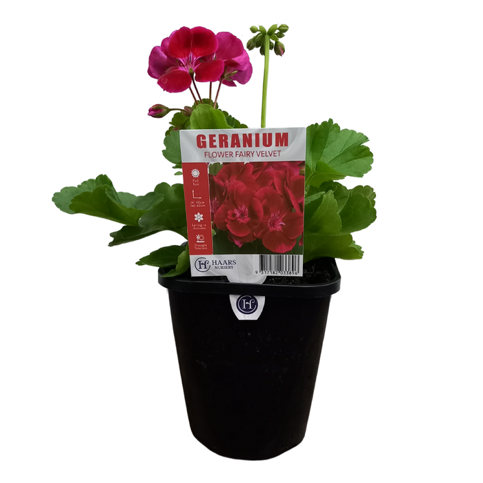 150mm Geranium Flower Fairy Velvet - Pelargonium hortorum - Bunnings ...