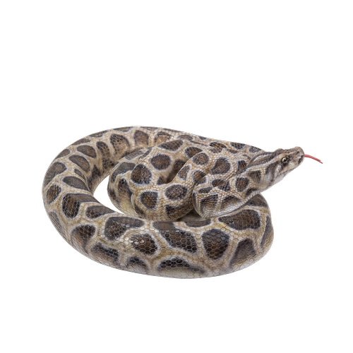 Northcote Pottery 45cm Black Python Garden Statue - Bunnings Australia