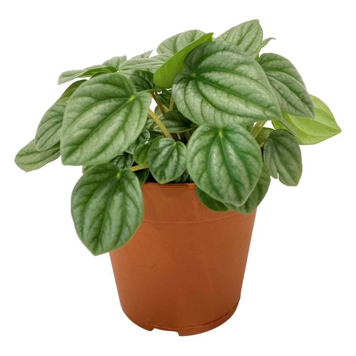 120mm Peperomia Moonlight PBR - Peperomia caperata - Bunnings Australia