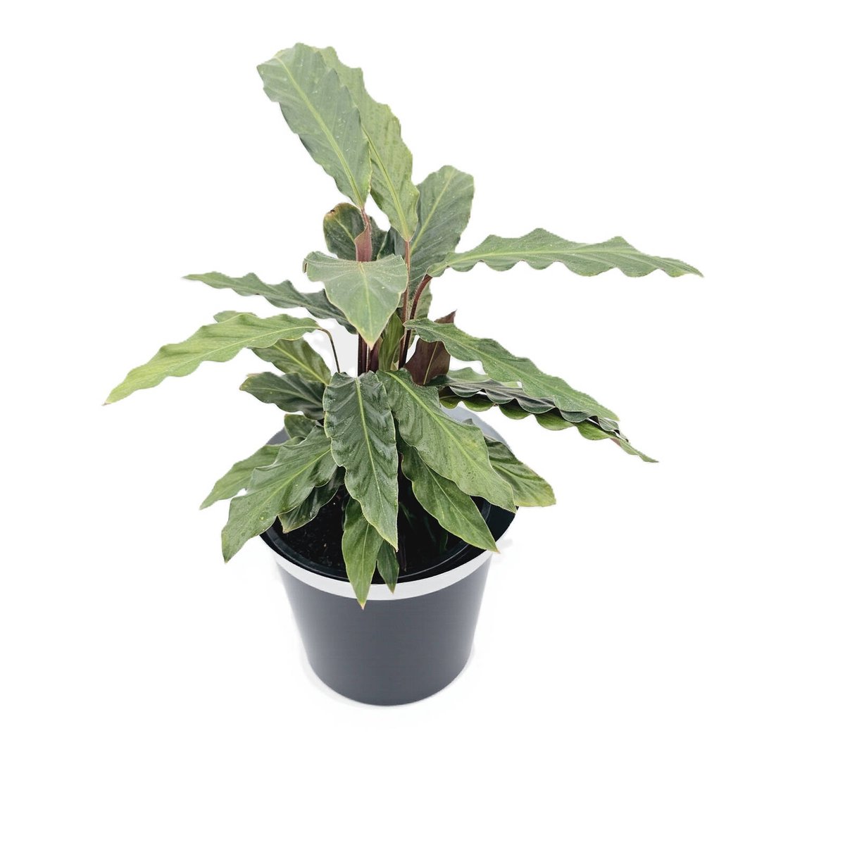 250mm Furry Feather - Calathea rufibarba - Bunnings Australia