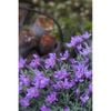 140mm Lavender Blueberry Ruffles - Lavandula hybrid - Bunnings Australia