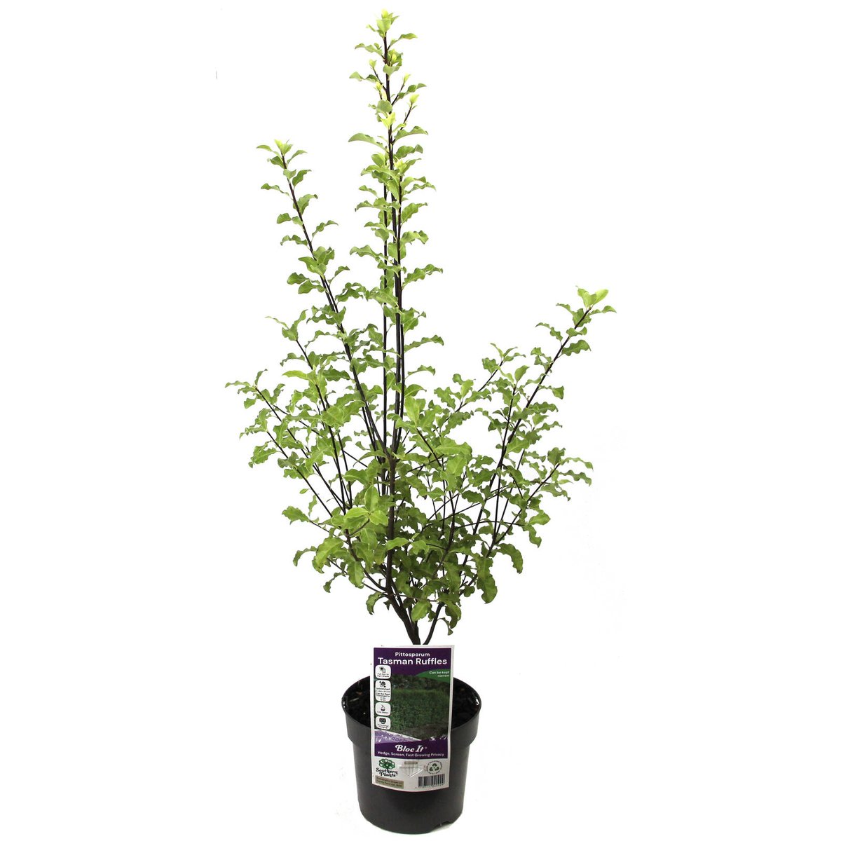 140mm Pittosporum Tasman Ruffles - Pittosporum tenuifolium - Bunnings ...