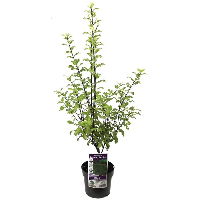 140mm Pittosporum Tasman Ruffles - Pittosporum tenuifolium - Bunnings ...