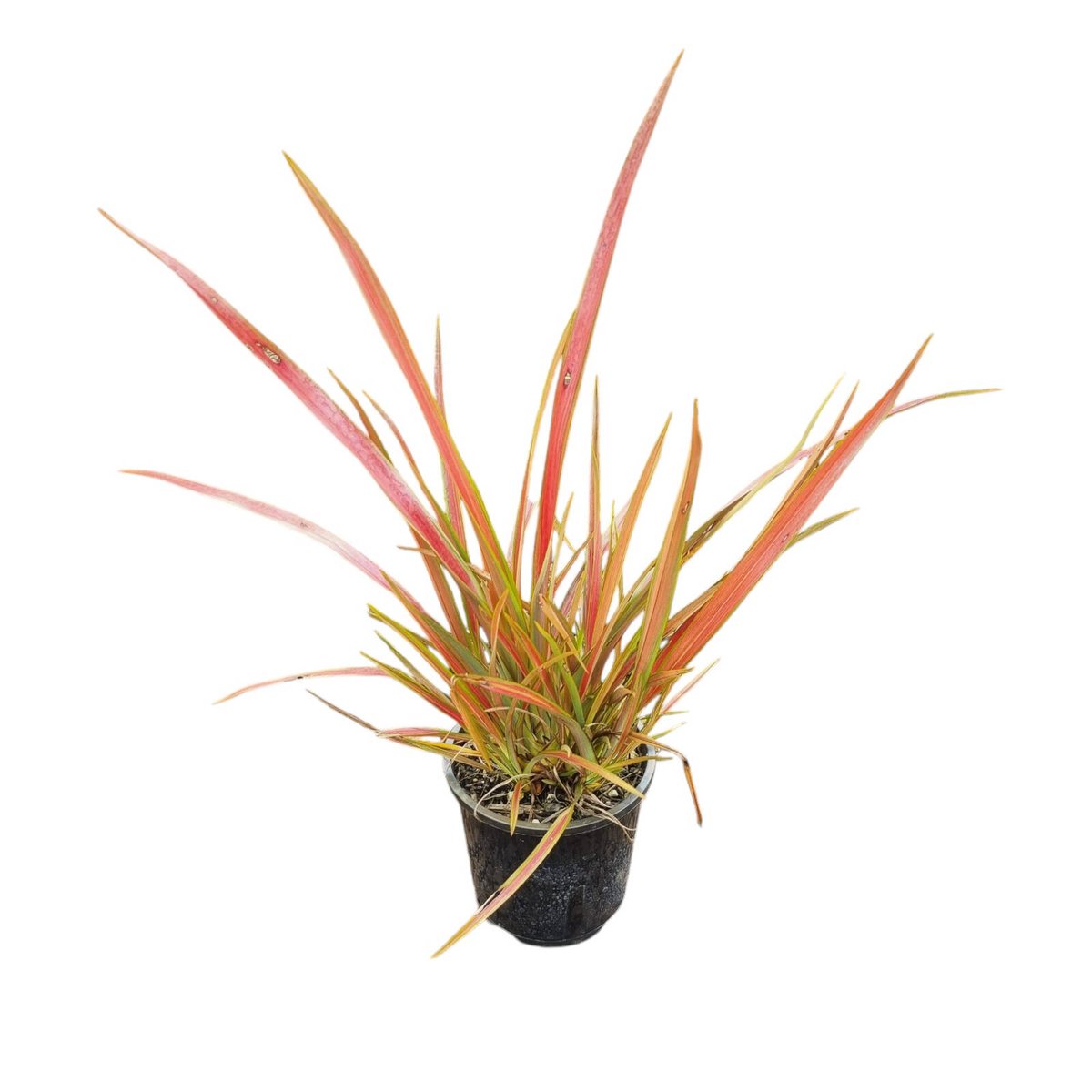 1.3L Jester Flax - Phormium jester - Bunnings New Zealand