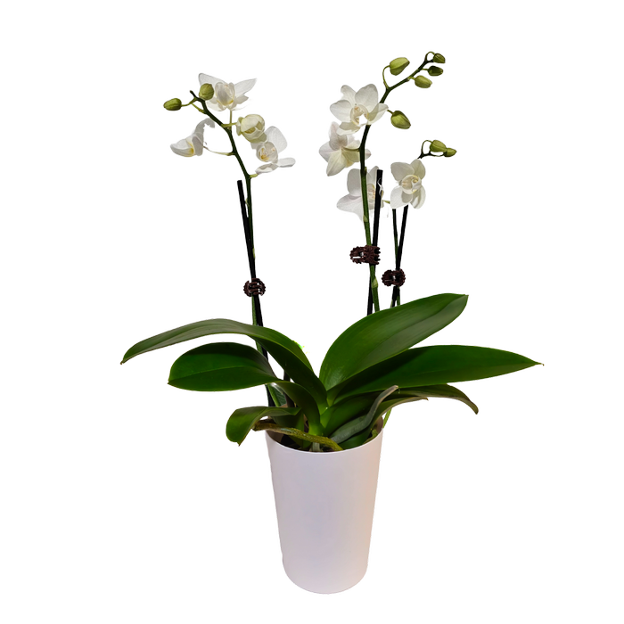 90mm Mini Moth Orchid - Phalaenopsis - Bunnings New Zealand
