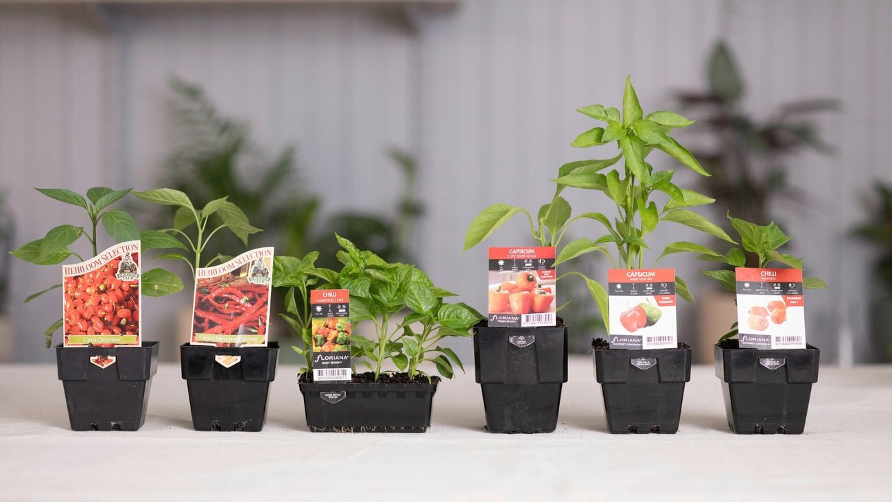 How To Select And Prepare For Chillies - Bunnings Australia