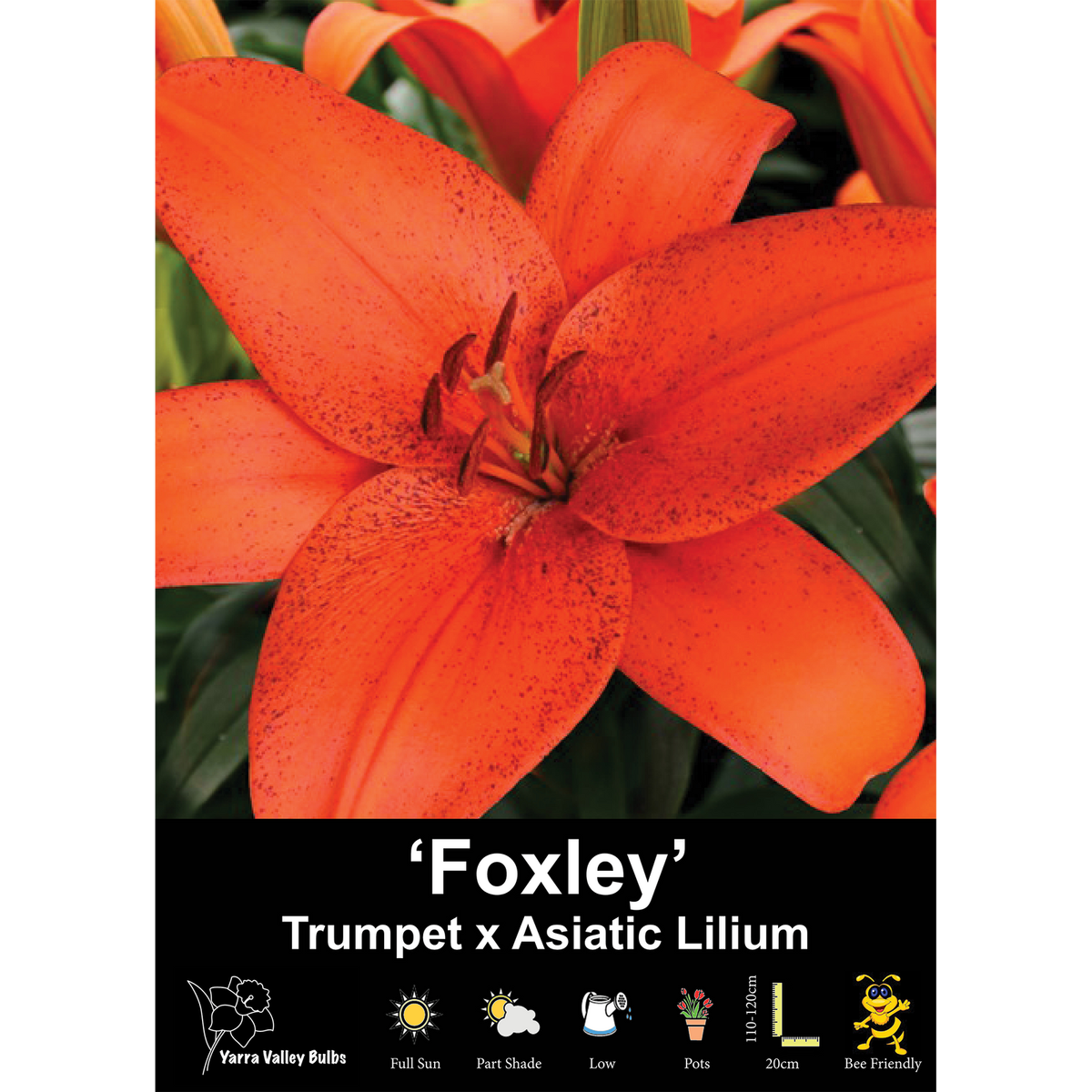 Yarra Valley Bulbs Lilium Foxley - 2 Pack - Bunnings Australia