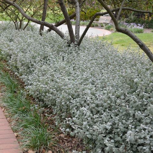 140mm Hi Ho Silver - Helichrysum petiolare - Bunnings Australia