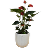 120mm Flamingo Plant - Anthurium andraeanum Fancy Fever In Ceramic ...