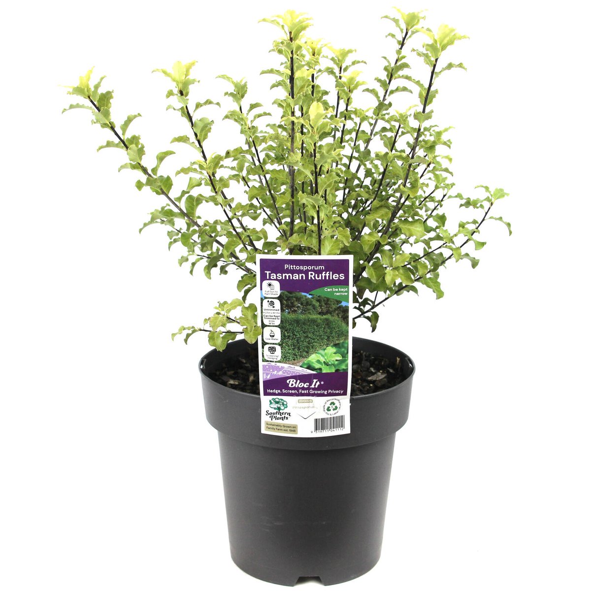 200mm Pittosporum Tasman Ruffles - Pittosporum tenuifolium - Bunnings ...