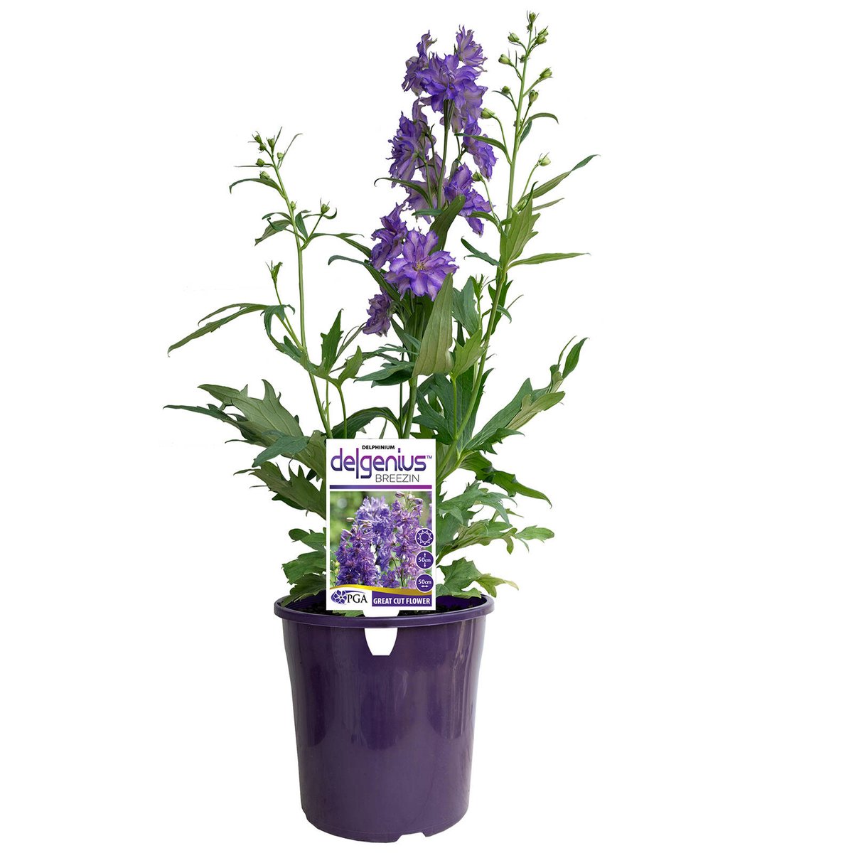 200mm Delphinium - Breezin Delgenius - Bunnings Australia