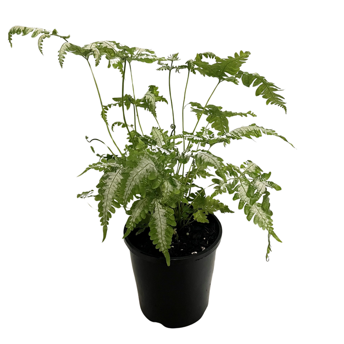 140mm Silver brake fern - Pteris argyraea - Bunnings Australia