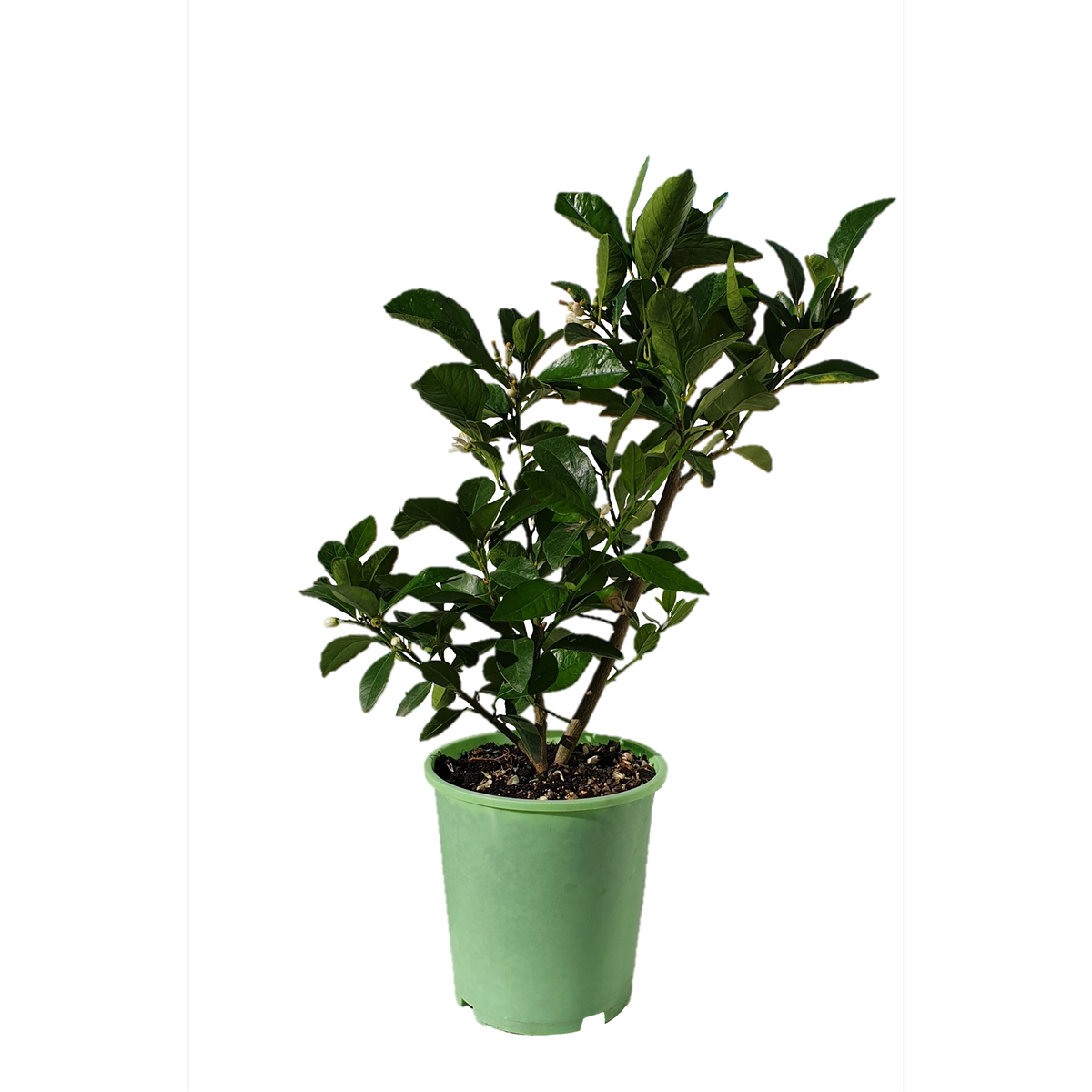 3.5L Sublime Lime - Citrus aurantifolia - Bunnings New Zealand