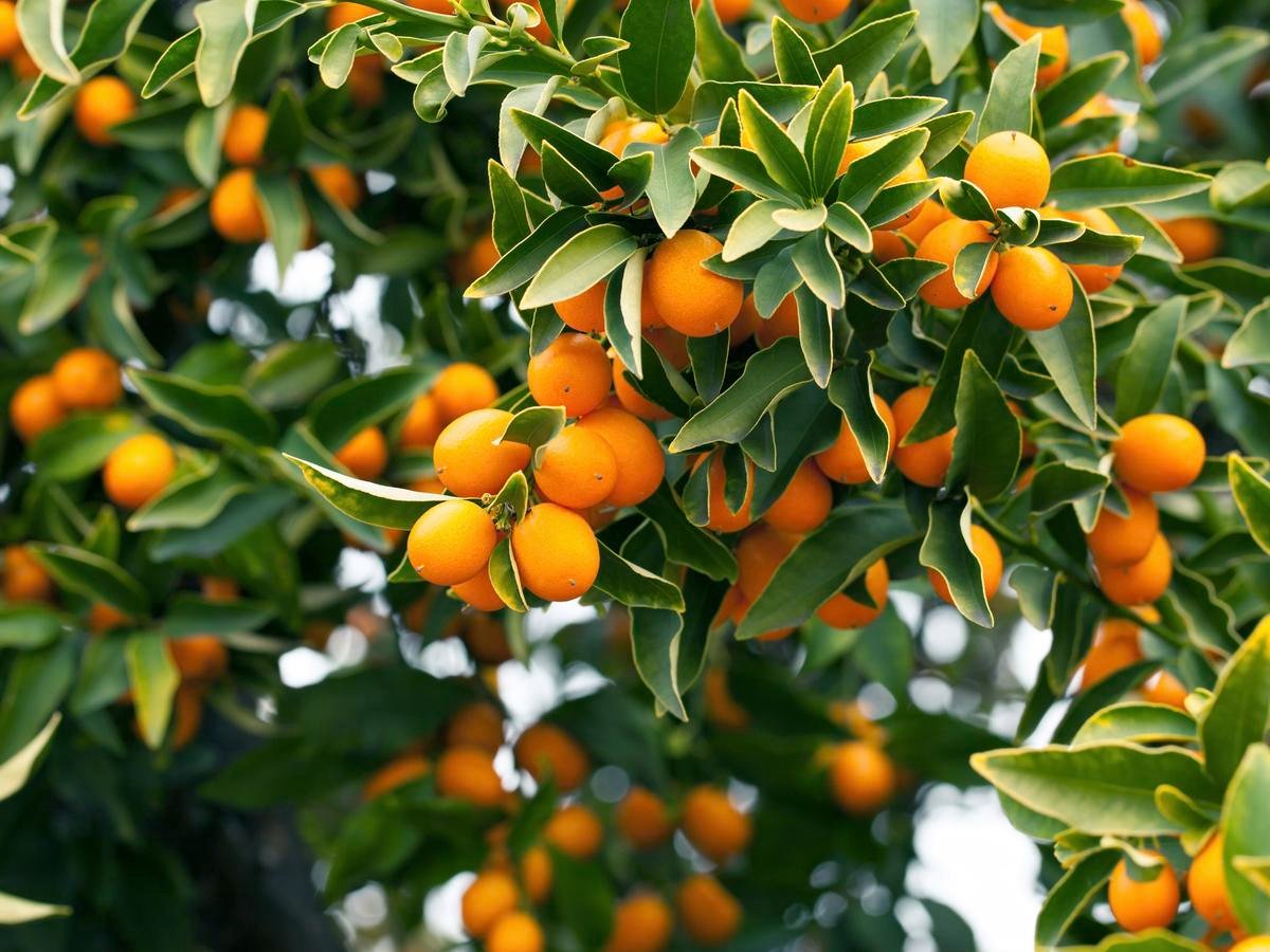 How To Plant And Grow A Kumquat Tree - Bunnings New Zealand