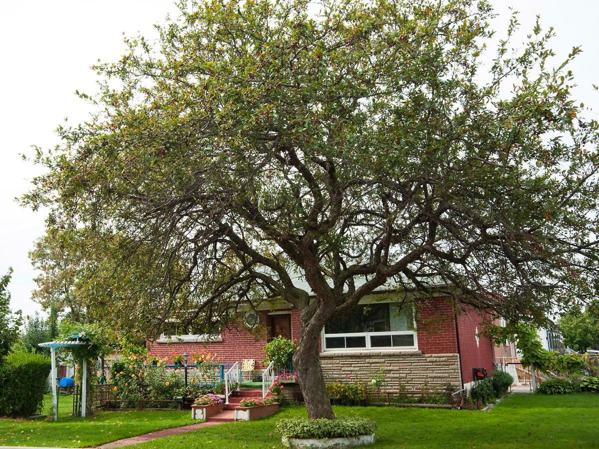 How To Plant And Care For Mature Trees - Bunnings Australia