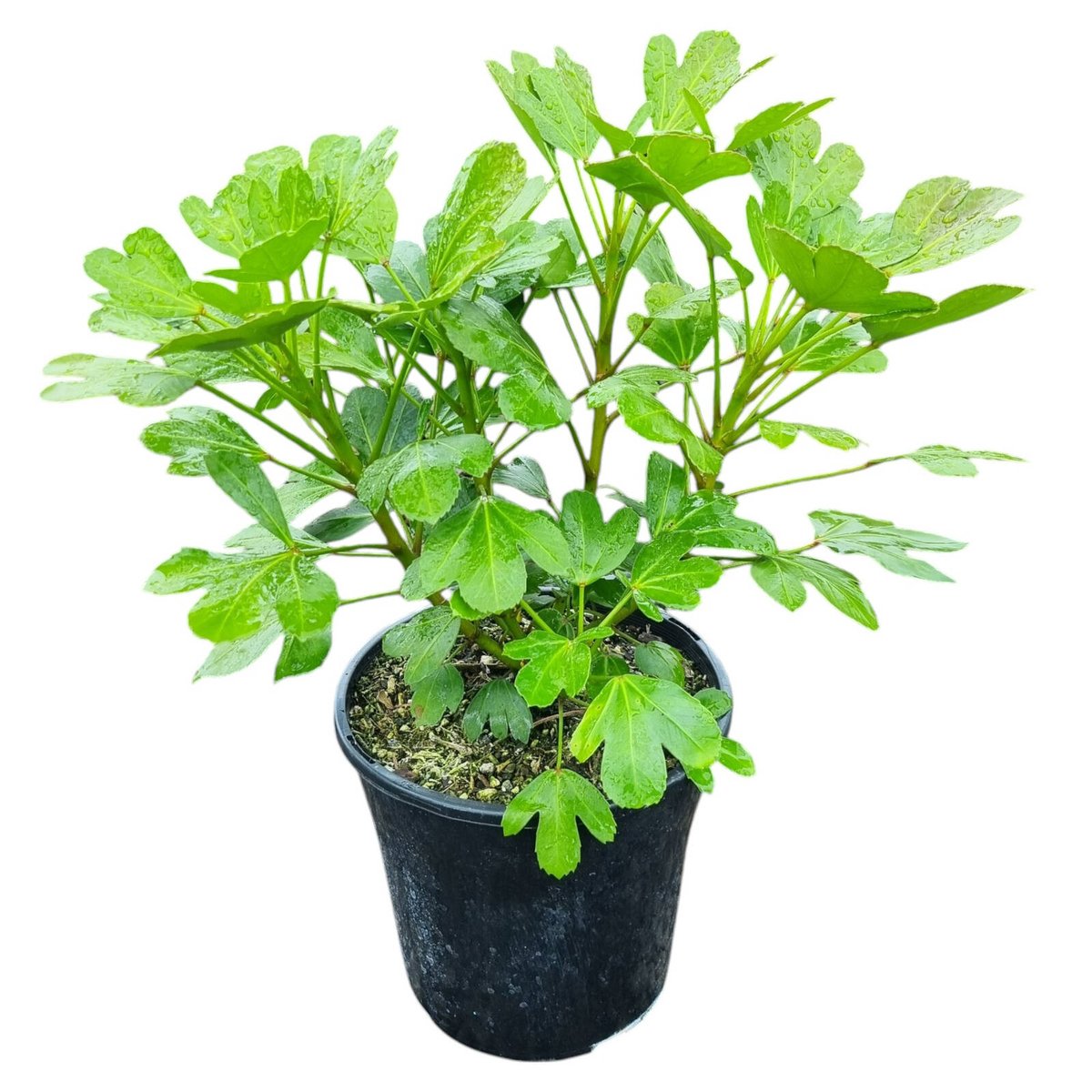 4L Pseudopanax Cyril Watson Pot - Bunnings New Zealand