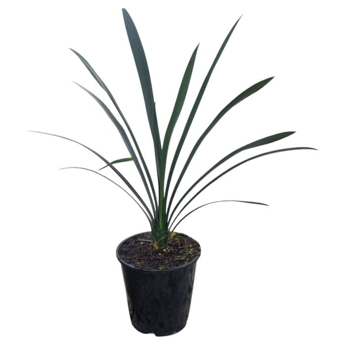 3.3L Kaffir Lily - Clivia miniata - Bunnings New Zealand