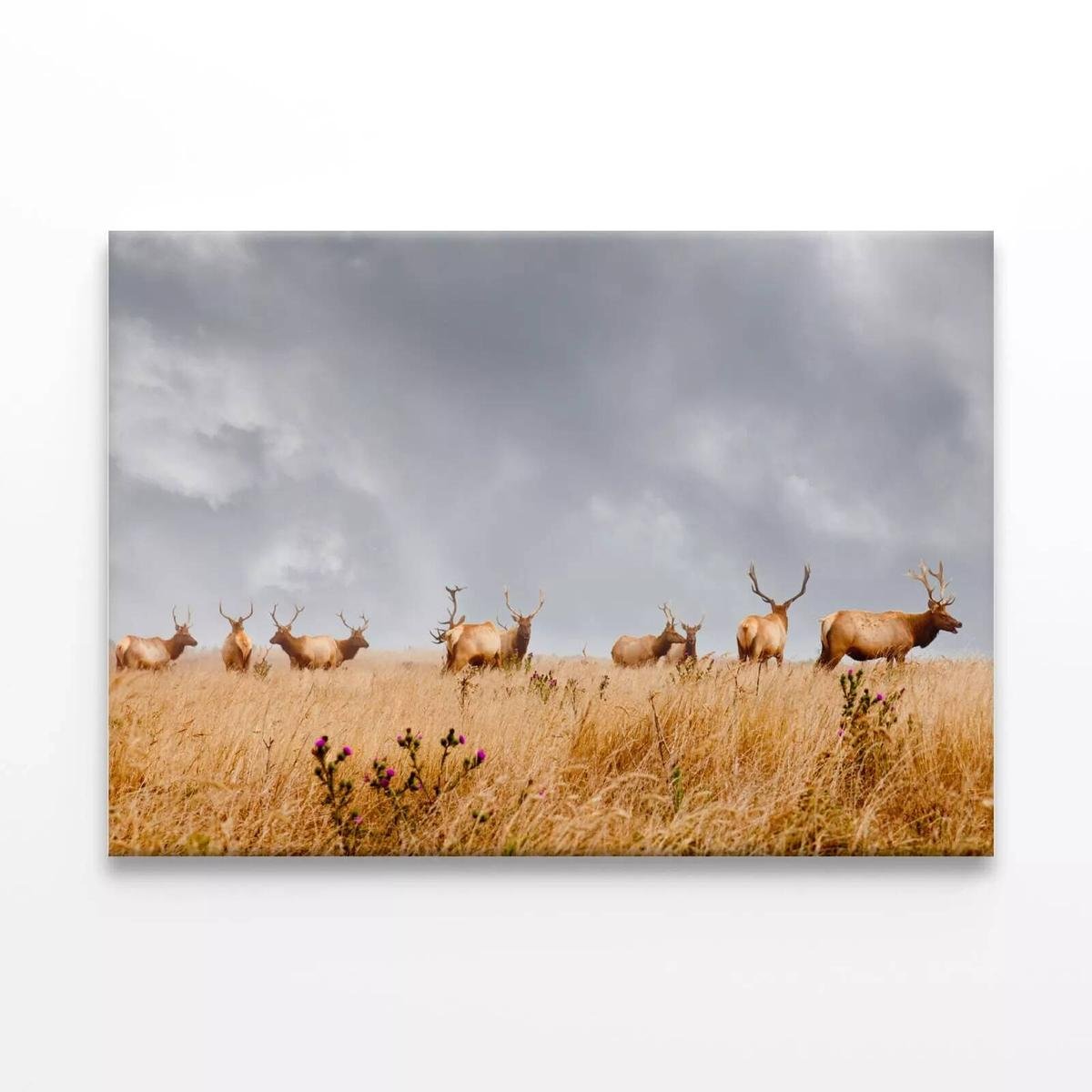 Wild Bull Elk in California Print 100% Australian Made 120 x 90cm ...