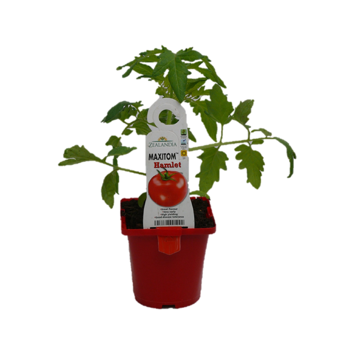 100mm Tomato Hamlet Lycopersicum - Bunnings New Zealand