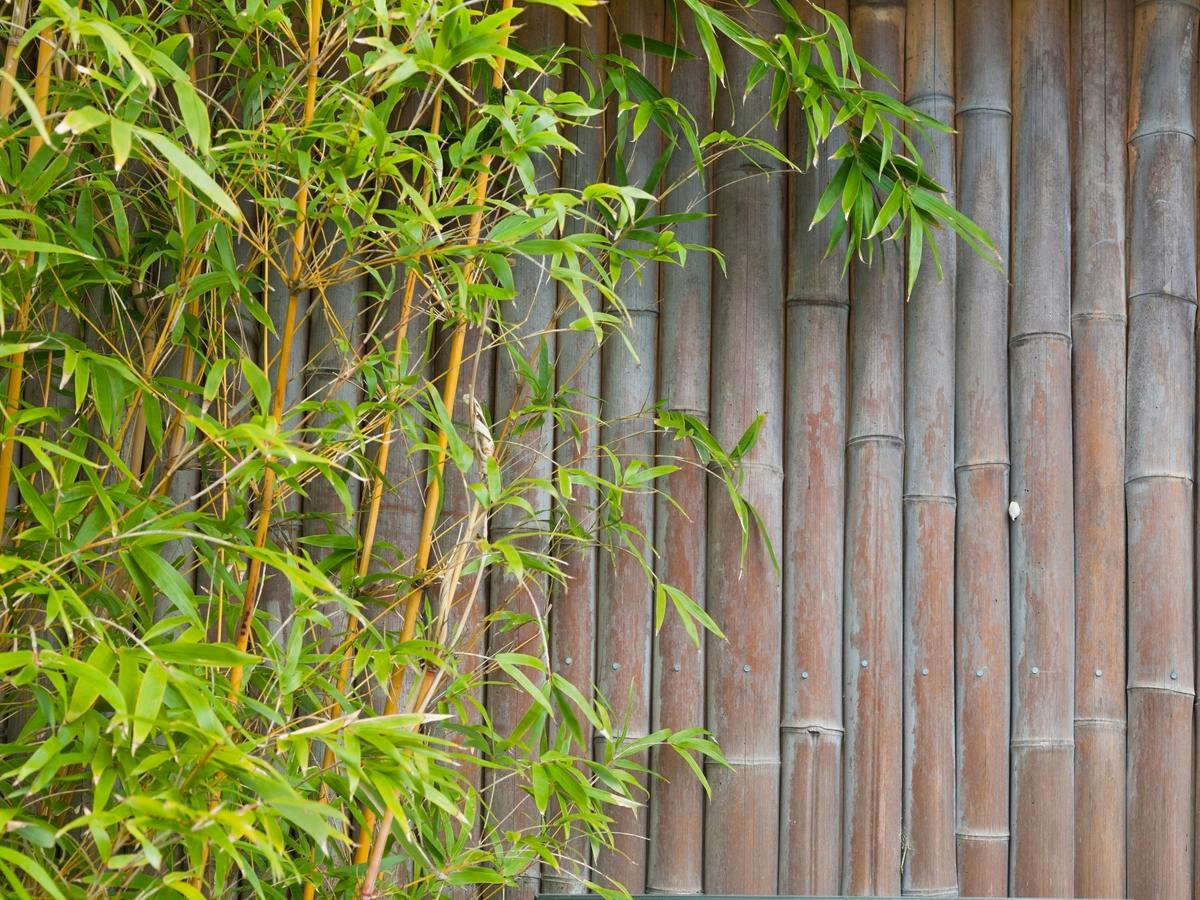 How To Grow And Care For Bamboo - Bunnings New Zealand