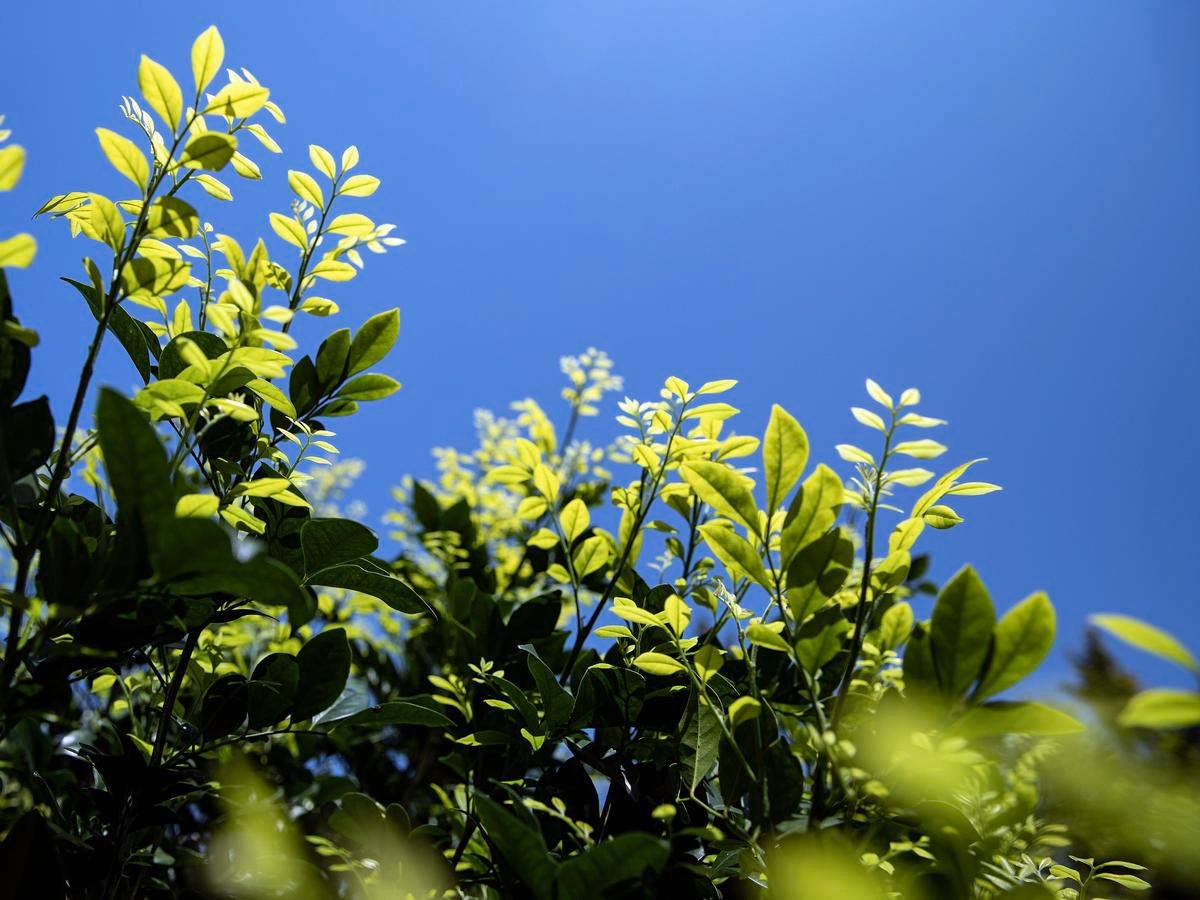 Planting, Growing And Pruning Murraya Hedges - Bunnings Australia
