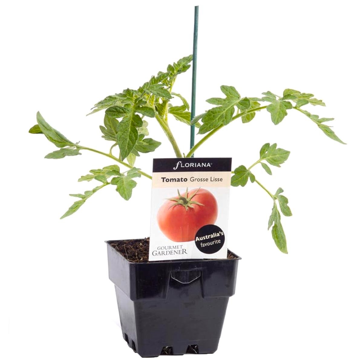100mm Tomato Grosse Lisse - Lycopersicum esculentum - Bunnings Australia